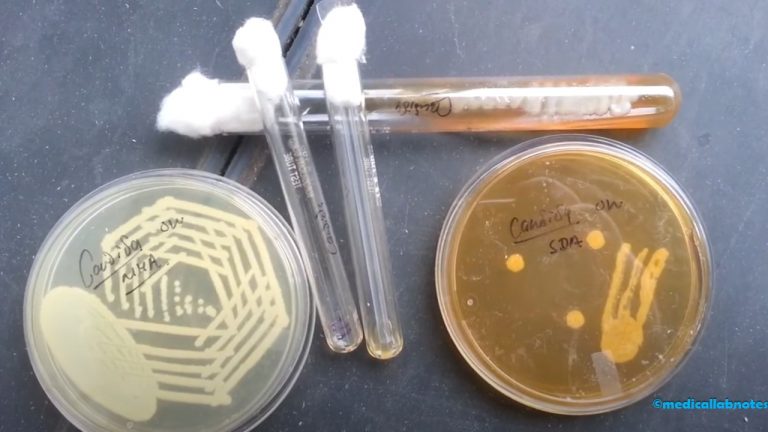 Atlas of Fungi: Introduction, List of Contents, and Description