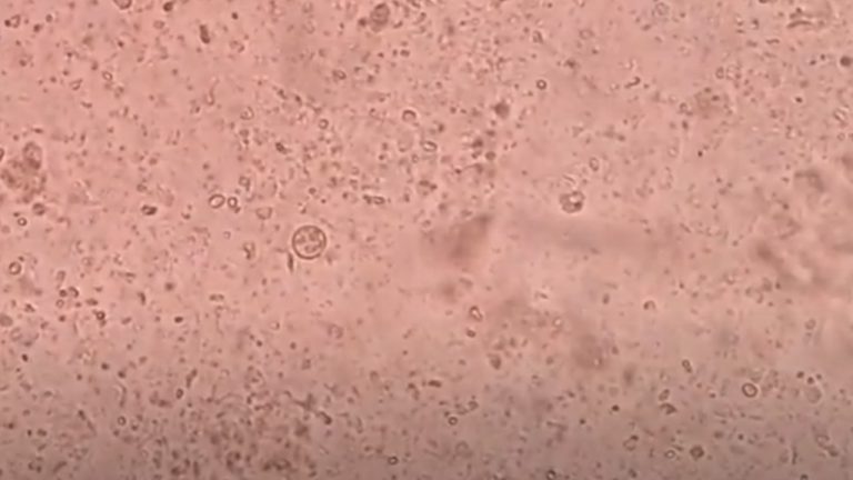 Atlas of Parasites: Introduction, List of Contents, and Description