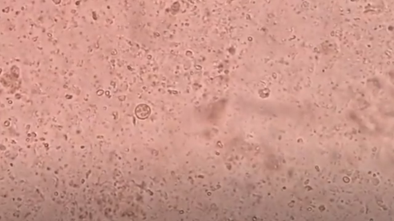 Atlas of Parasites: Introduction, List of Contents, and Description