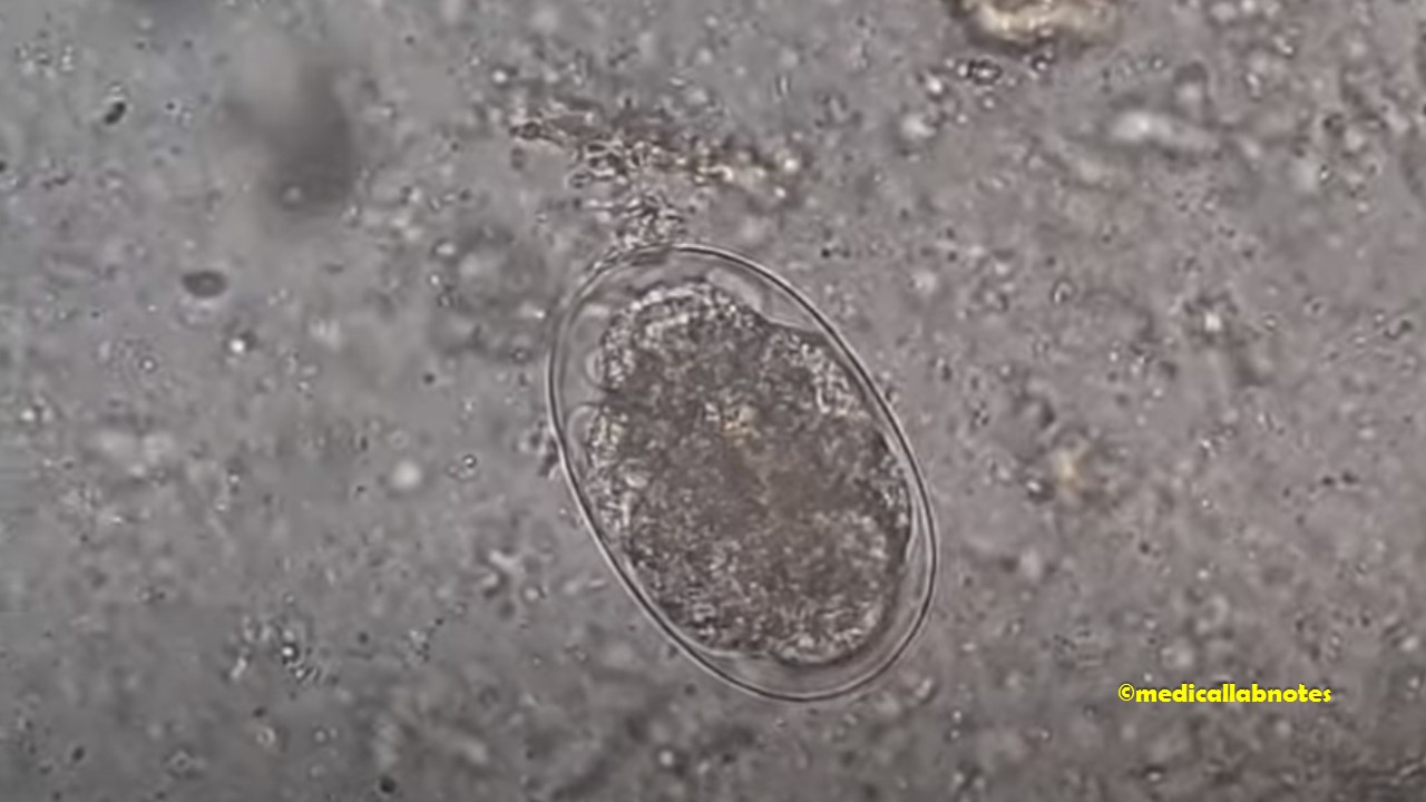 Atlas of Parasites: Introduction, List of Contents, and Description
