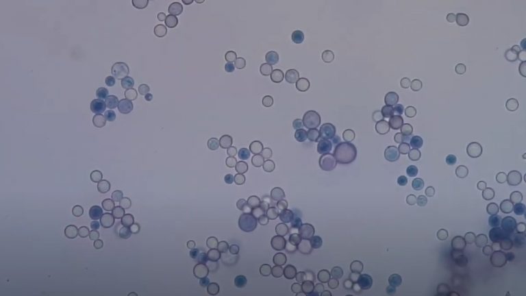 Atlas of Fungi: Introduction, List of Contents, and Description