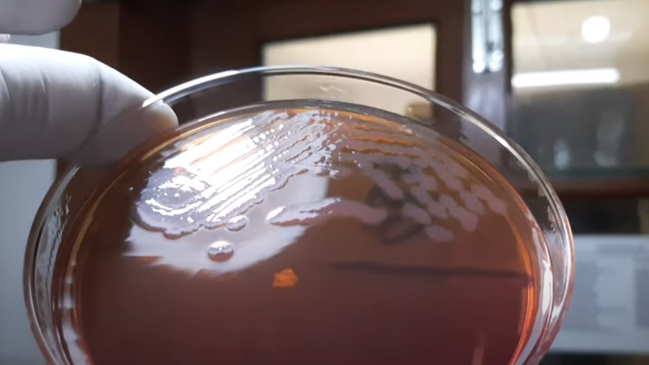 Atlas of Bacteria: Introduction, List of Contents, and Description