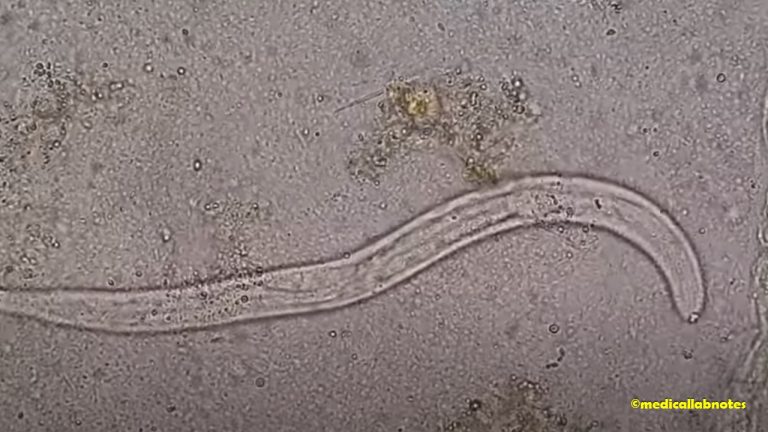Atlas of Parasites: Introduction, List of Contents, and Description