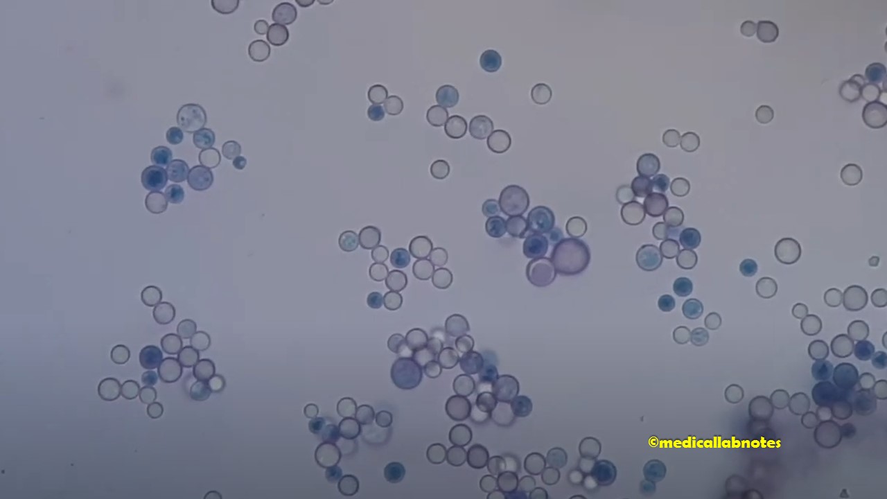 Methylene Blue Stain: Introduction, Principle, Composition, Prepar