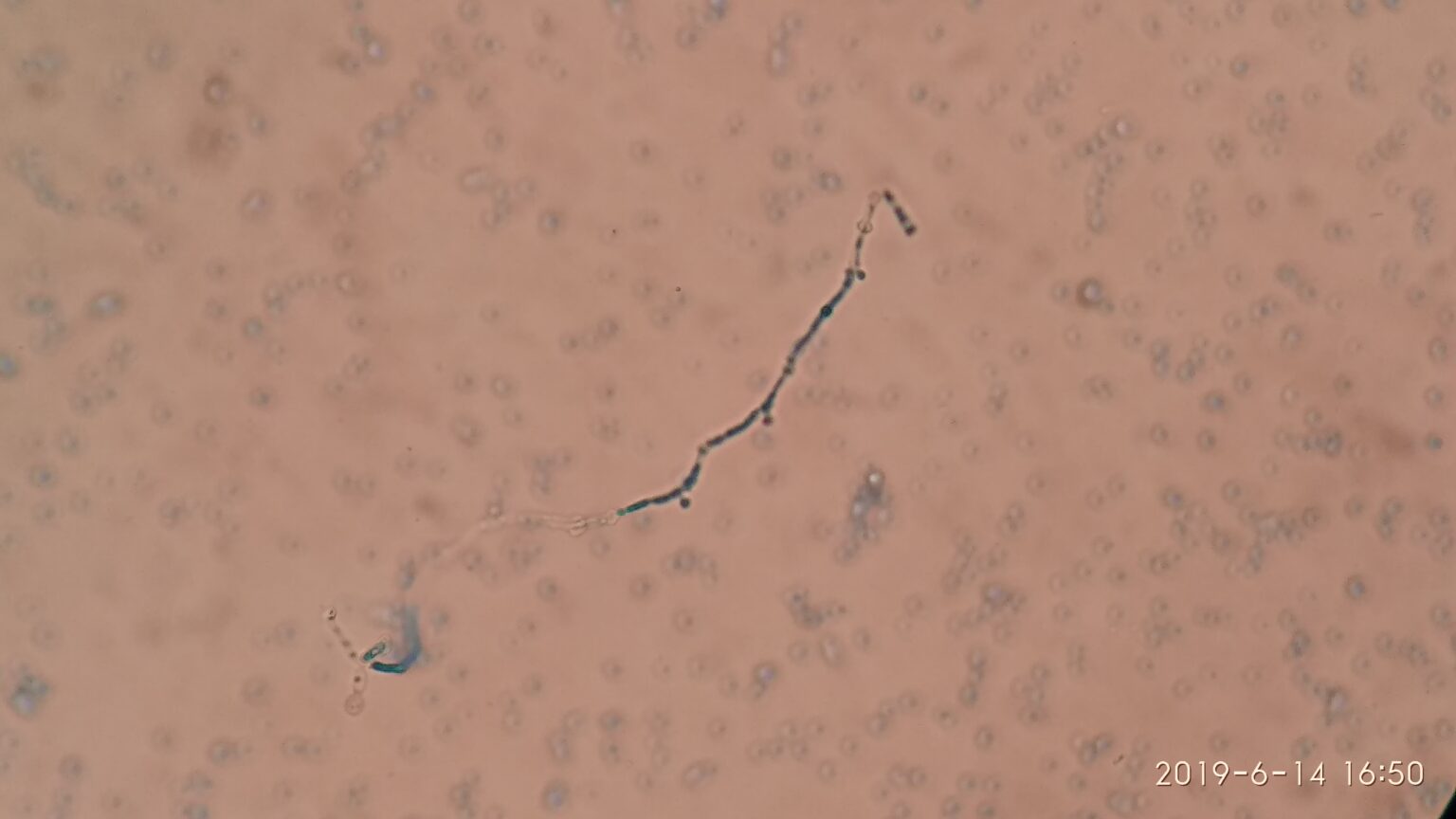 Microbiology and More Gallery: Introduction, List of Photos, and