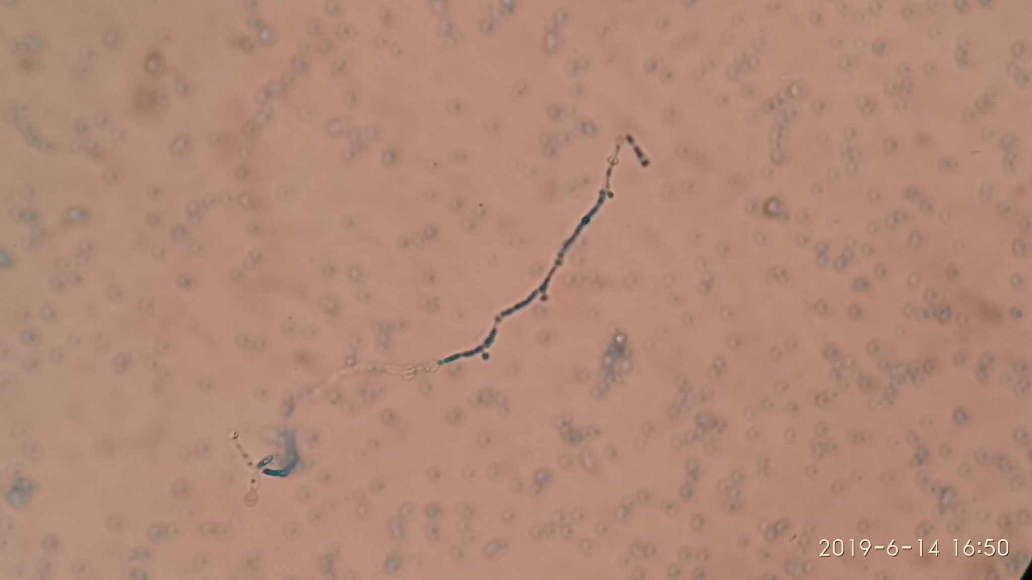 Microbiology and More Gallery: Introduction, List of Photos, and