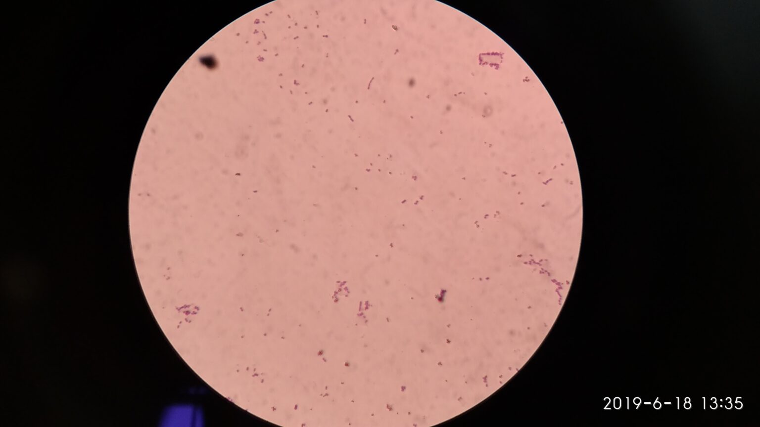 Microbiology and More Gallery: Introduction, List of Photos, and