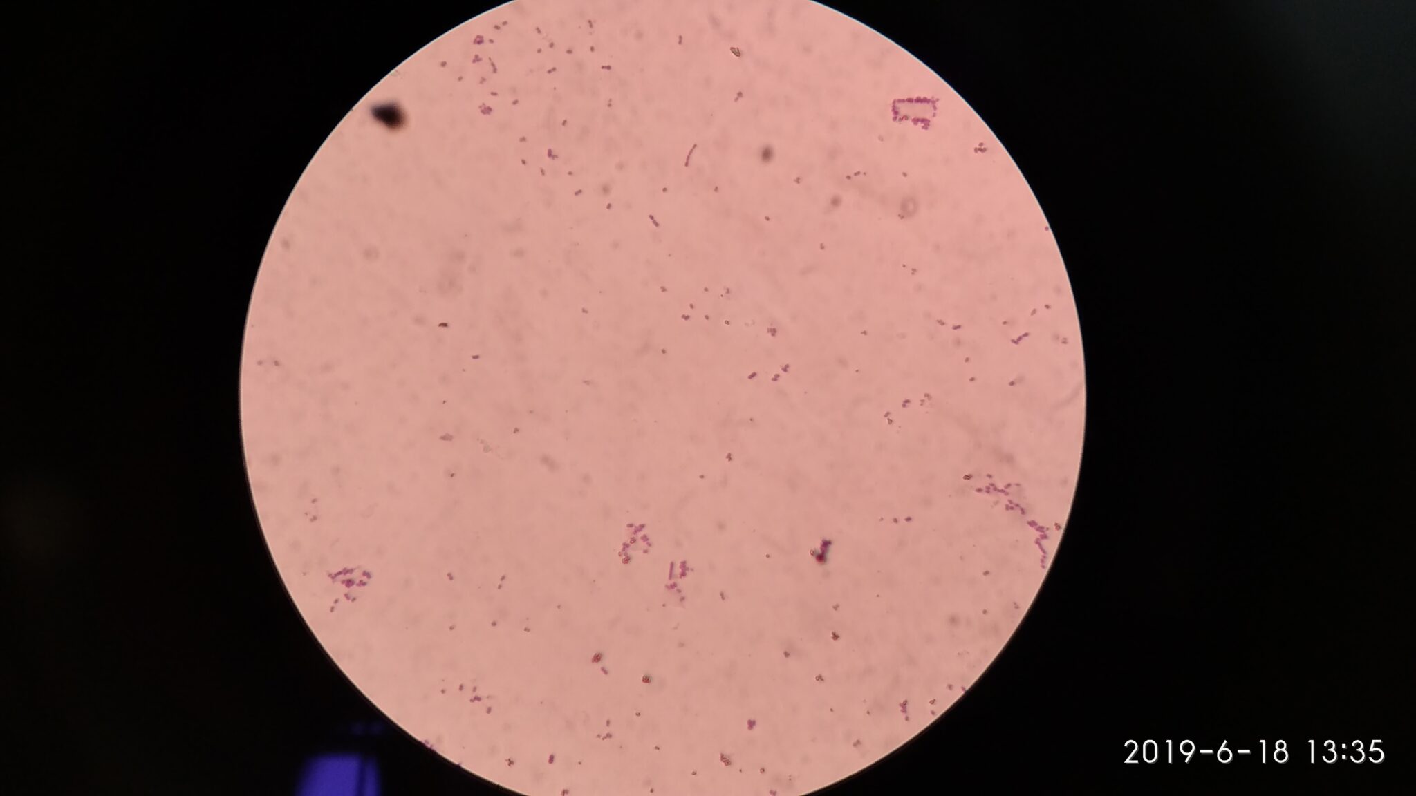 Microbiology and More Gallery: Introduction, List of Photos, and