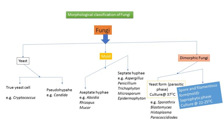 Mycology: Introduction, Structure, Classification of Medically Impor