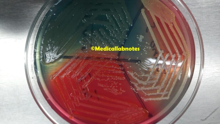 Microbiology Reporting Methods: Introduction, List of Templates