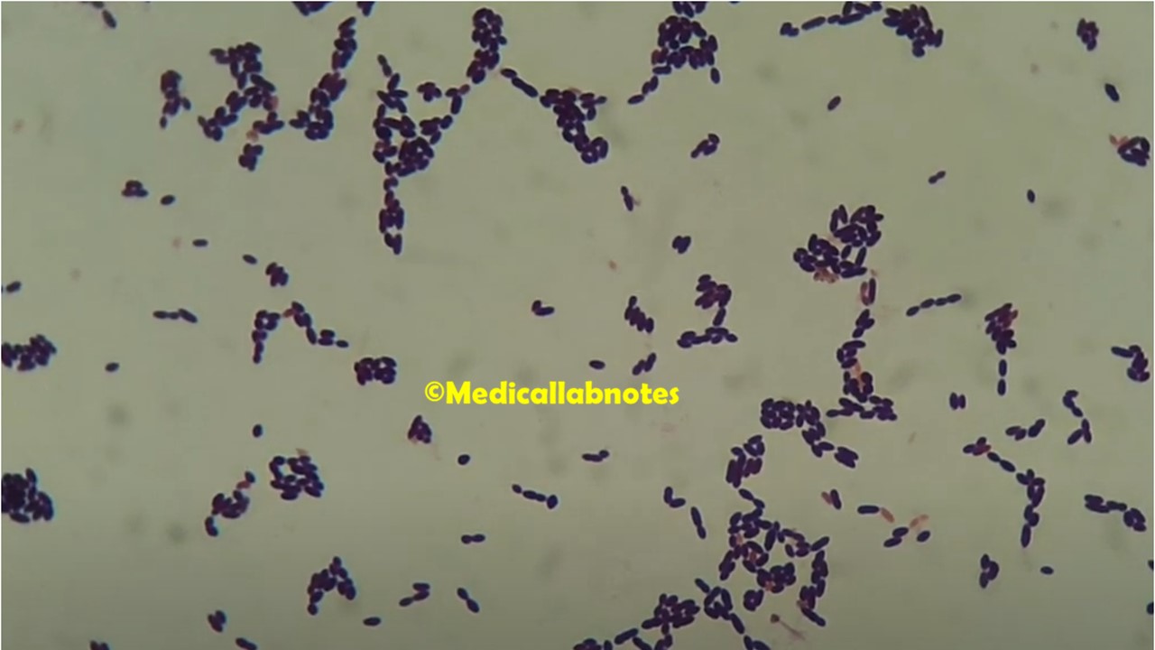 Methyl-α-D-glucopyranoside (MGP) Test: Introduction, Principle