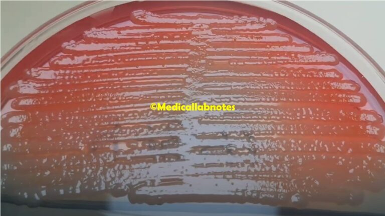 Pantoea: Introduction, Classification Morphology, Pathogenicity