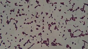 Staphylococcus haemolyticus-Introduction, Morphology, Pathogen
