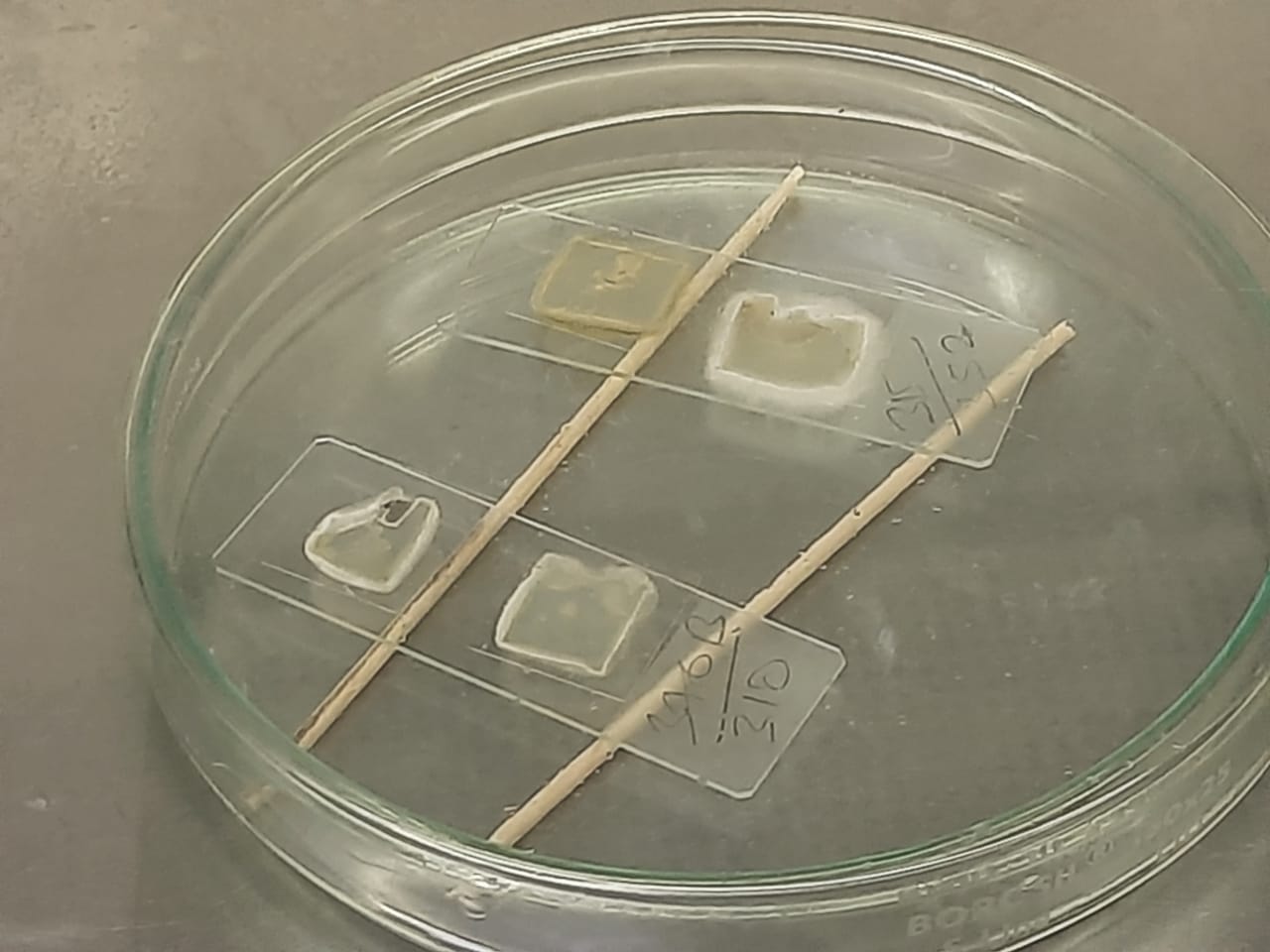 Slide Culture Technique for Fungi- Introduction, Requirement