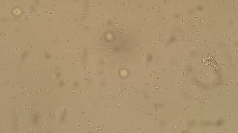 Pantoea agglomerans-Introduction, Morphology, Pathogenicity, Lab