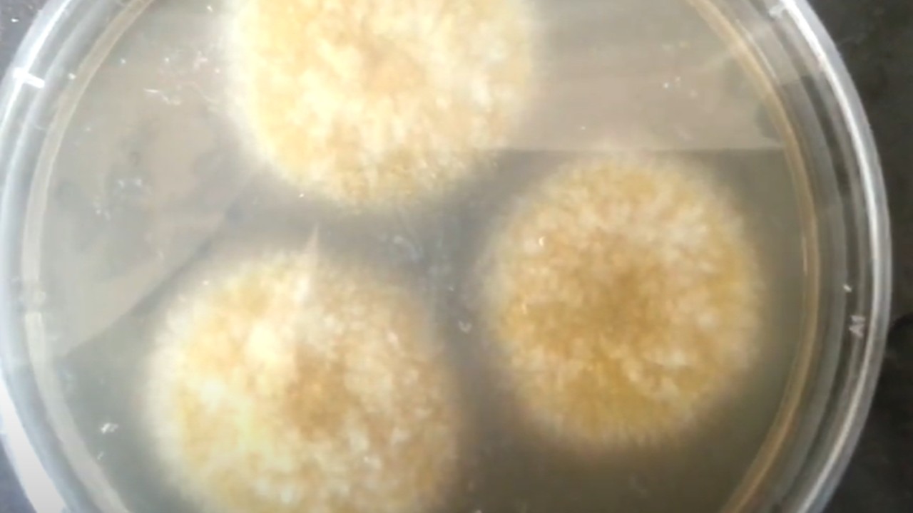 Fungal Culture-Introduction,Common Culture Media, Application