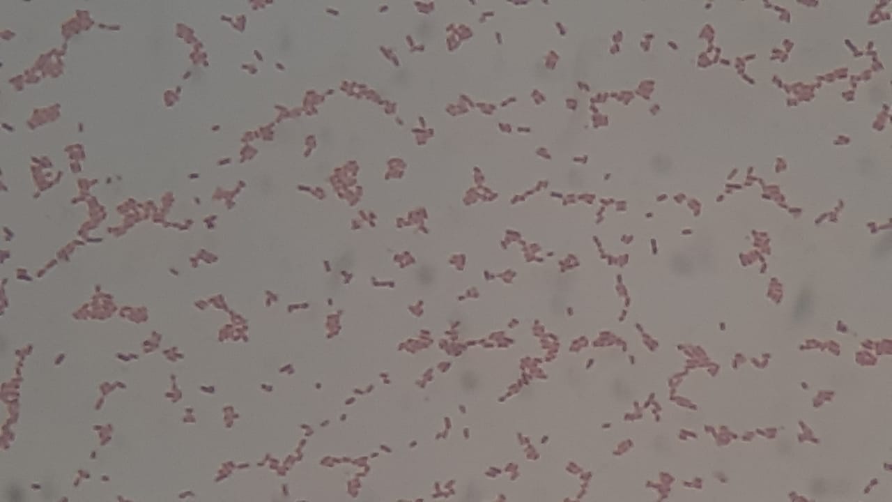 MDR ESKAPE-Introduction, Group of Pathogens, Clinical Importan