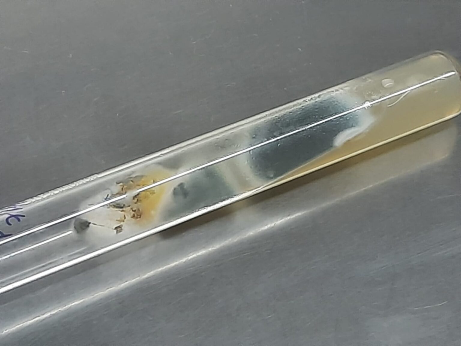 Penicillium vs Paecilomyces: Introduction, Detailed Comparison