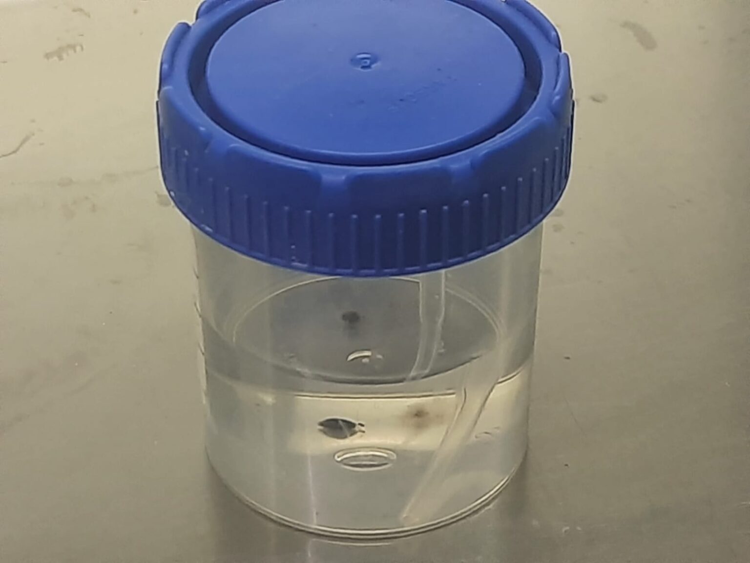 Sterility Testing (GMP) for Mycology Lab:Introduction, Application